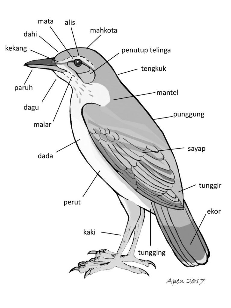 Burung dan Semarang Raya | Diponegoro Biodiversity Center
